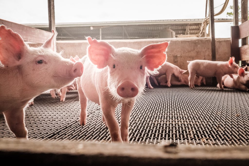 Better farming with healthy and vital pigs | Speerstra